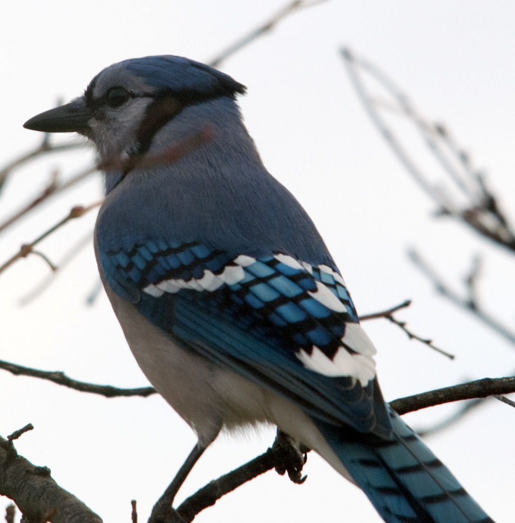 Me, Boomer and The Vermilon River: Blue Jays Of The Vermilon River. A ...