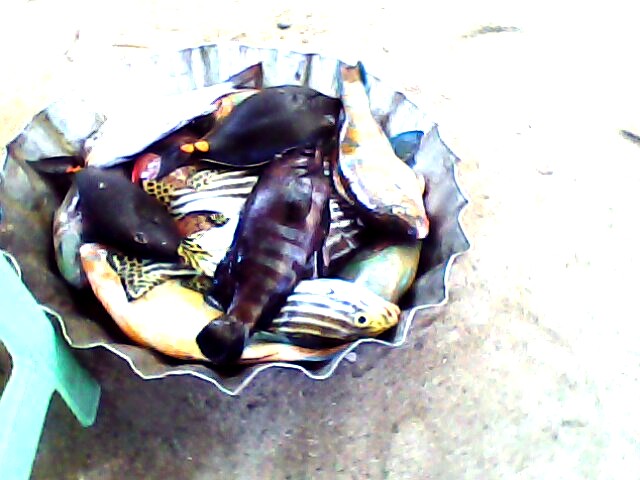 BandilyoEV: Sulangan Island, Guiuan Eastern Samar