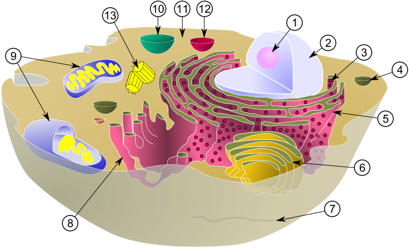 when BIO meets PSYCHE: Pengertian dan fungsi : Asam nukleat, DNA, RNA ...