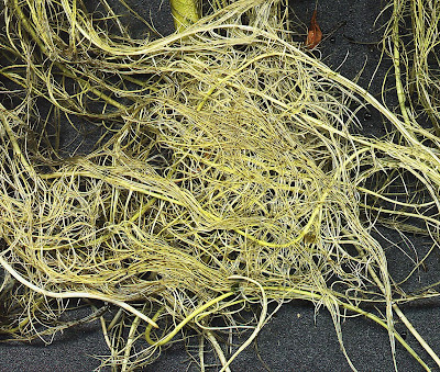 Jo-Shing Yang / Solving Global Water Crises: Roots of Aquatic Plants ...