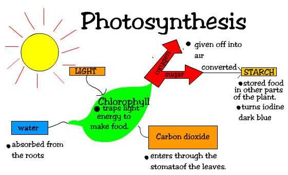 scienceallthetime: Define Photosynthesis