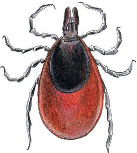Health Information Plan: Is Lyme Disease Contagious? Get the Facts.