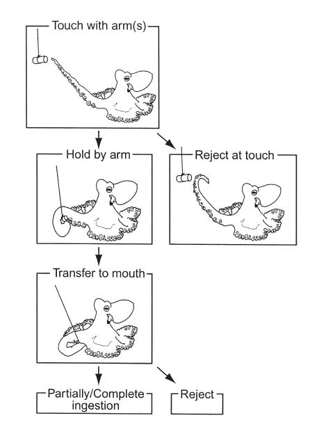 Cephalove: Octopus Olfaction and Ingestive Behavior