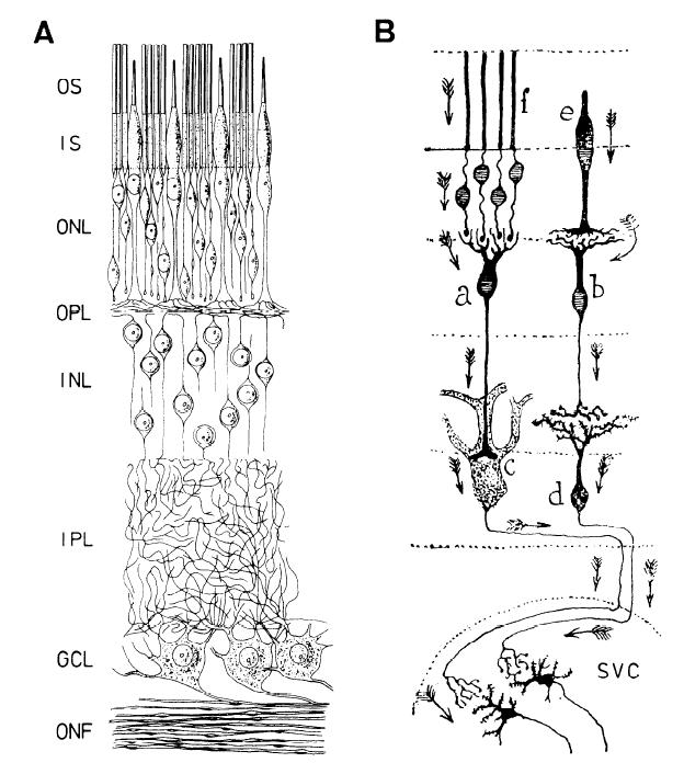 Cephalove: The Octopus Visual System