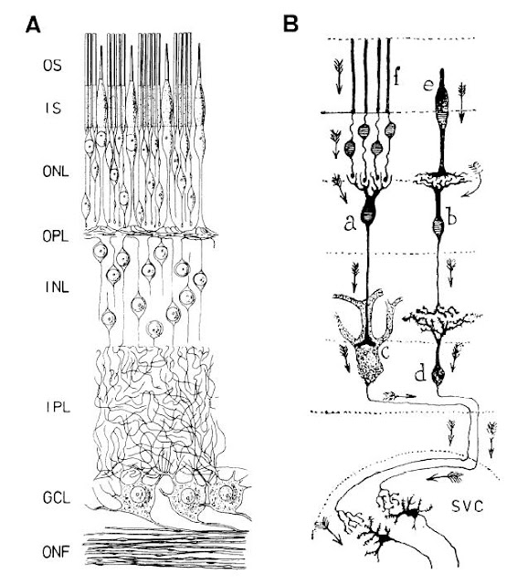 Cephalove: The Octopus Visual System