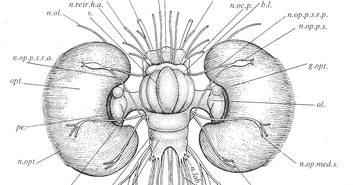 Octopus Nervous System Diagram