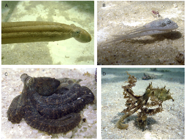 Cephalove: Octopus ethology: the case of Abdopus aculeatus