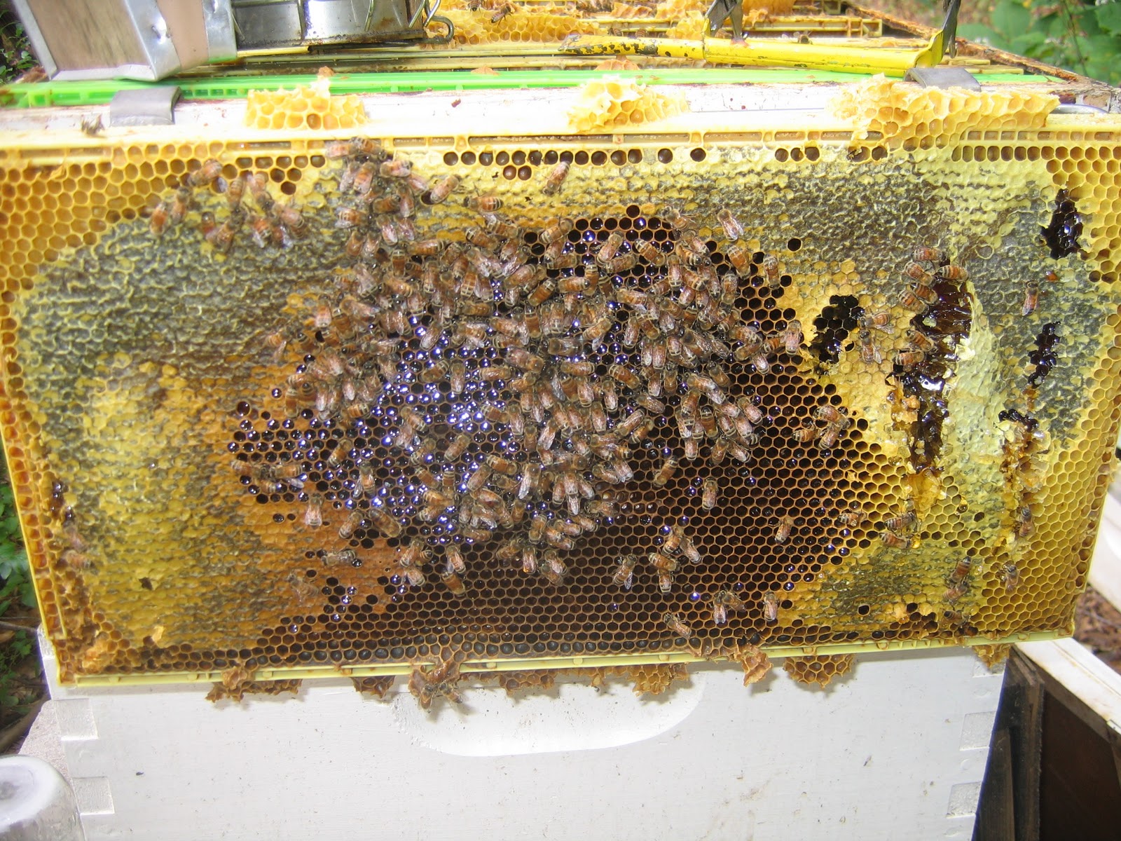 Coon Hollow Farm: Putting the Bee Hives to bed for the year...