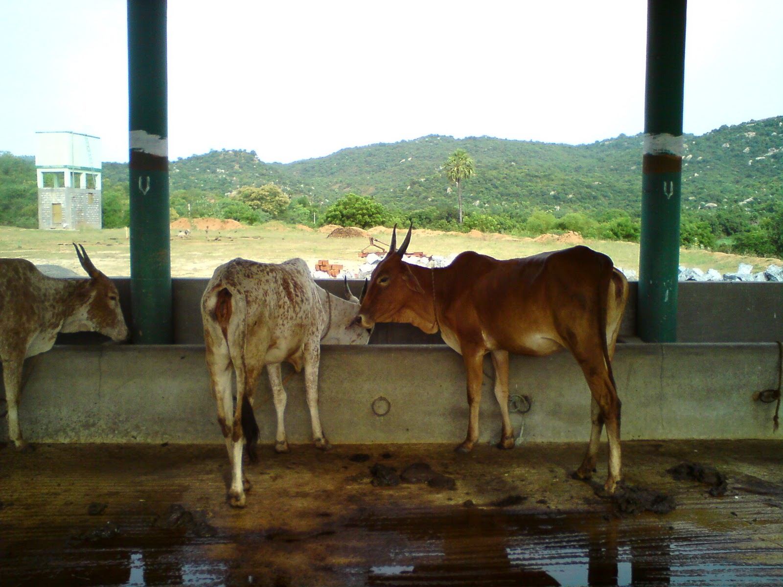 தமிழக பசுவினங்கள் / Tamilnadu regional cattle: Tamilnadu cattle Breeds