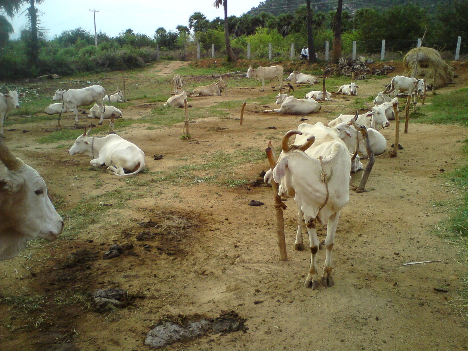  Tamilnadu Regional Cattle Tamilnadu Cattle Breeds