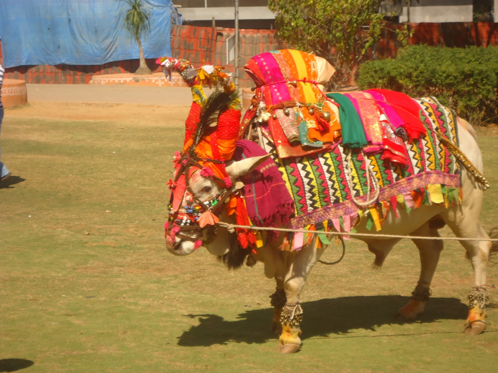 Exploring India: Let's Celebrate Pongal