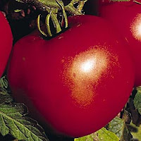 Tomato Information: Jet Star Hybrid