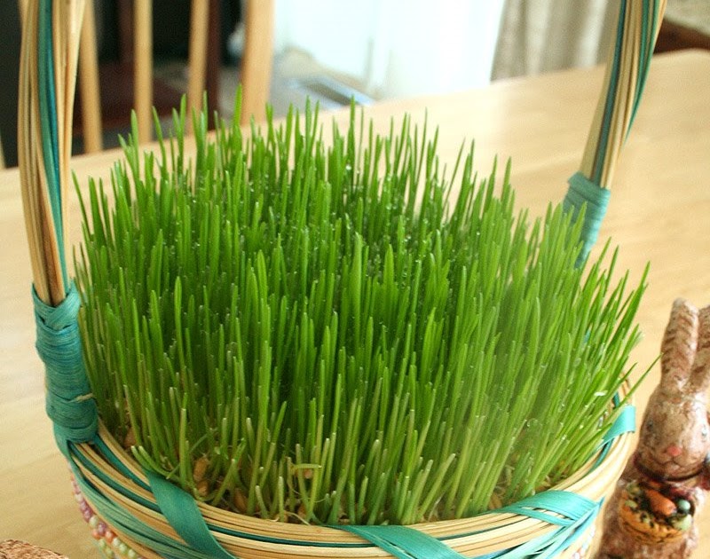 Charming the Birds from the Trees: Spring Seed Project for Toddlers...