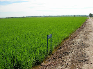 PADI SBS: Kawalan rumpai di batas sawah