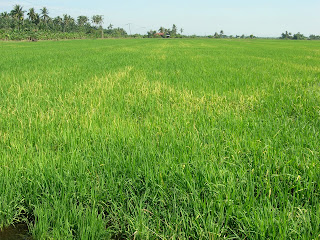 PADI SBS: Kawalan Rumpai