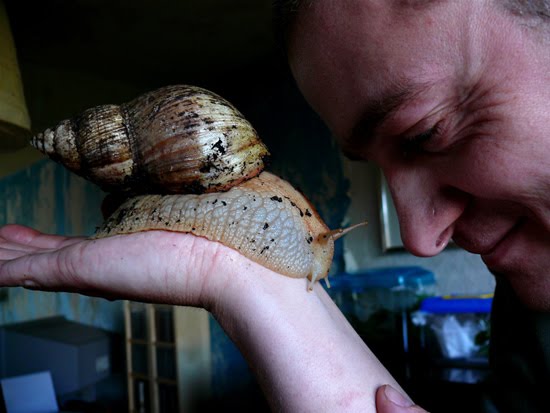 Biggest snail in the world - holosermike