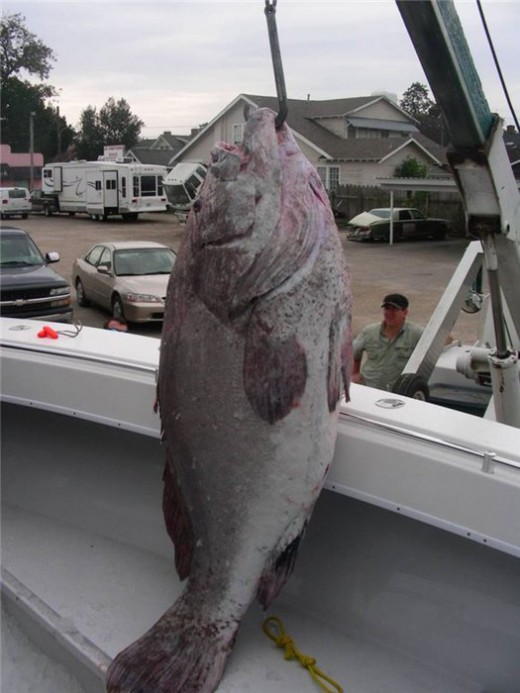 Funny Quotes About Life: Giant Sea Monster | Huge Fish Collection