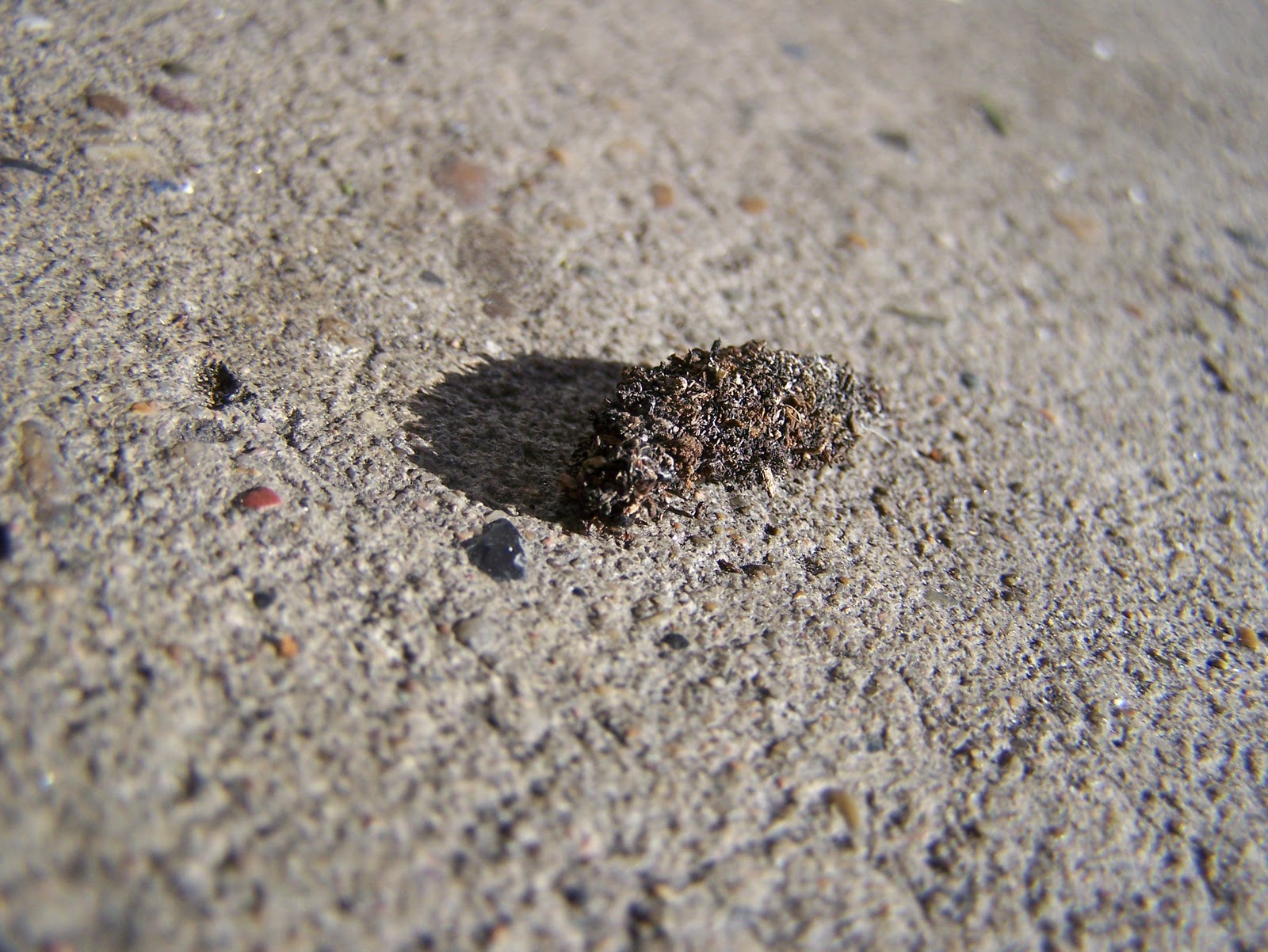 Little Australia: Australia: Where Even the Turds Are Alive [update]