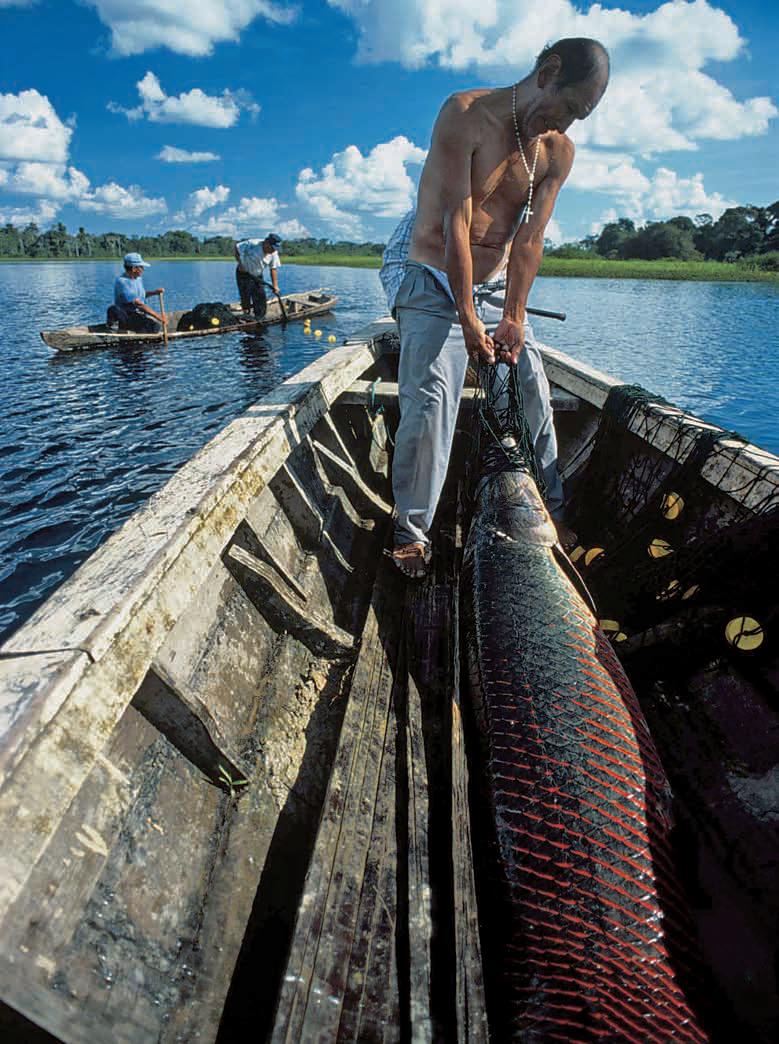 TODOPRODUCTIVIDAD: Negocios por descubrir: El cultivo del Paiche en el ...