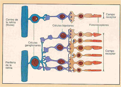 Sensación Percepción y Estados de consciencia: Capas de la Retina