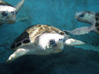 AJMORILLO: La tortuga cardón