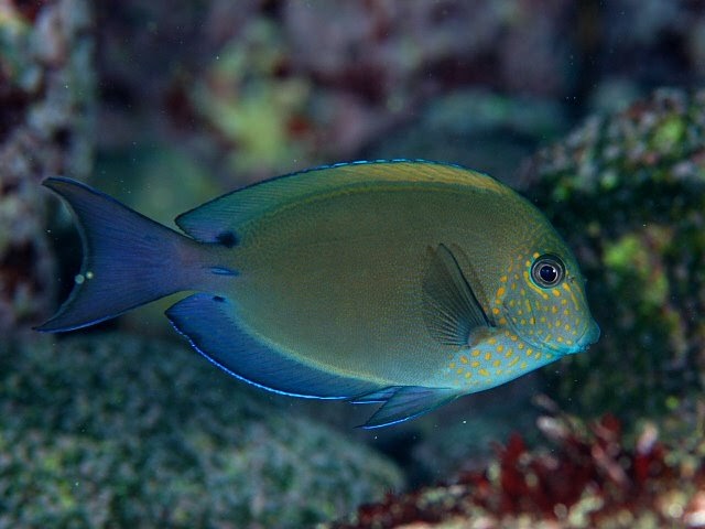 No Mar Profundo: Peixes Cirurgião 01