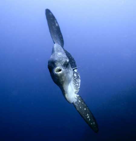 No Mar Profundo: Peixes Lua 01