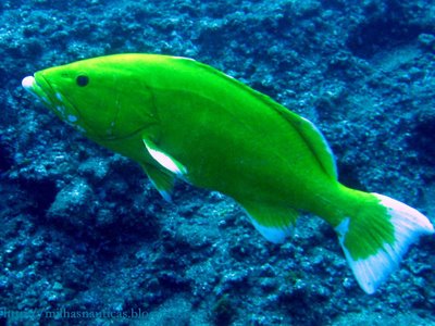 No Mar Profundo: Badejos 02