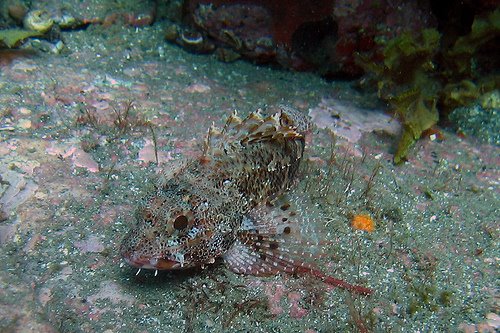 No Mar Profundo: Peixes Rocaz 01