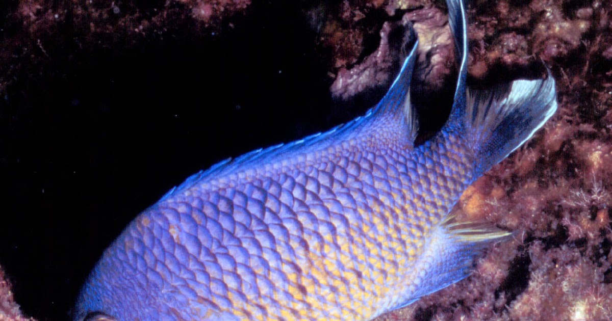 No Mar Profundo: Peixes Castanheta 01