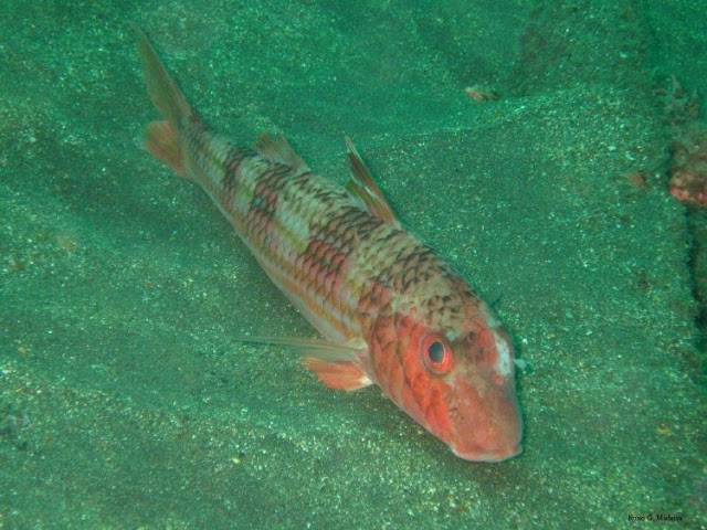 No Mar Profundo: Peixes Salmonete 01