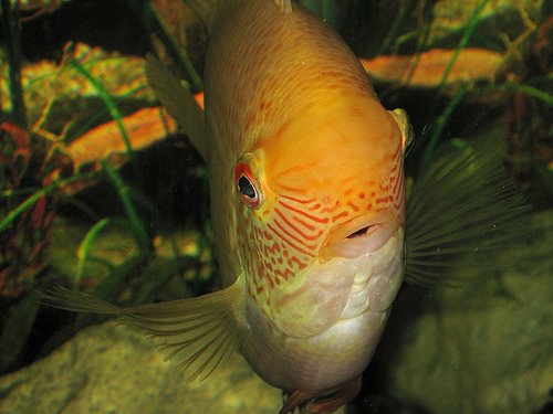 No Mar Profundo: Peixes Acará Severum Gold 04