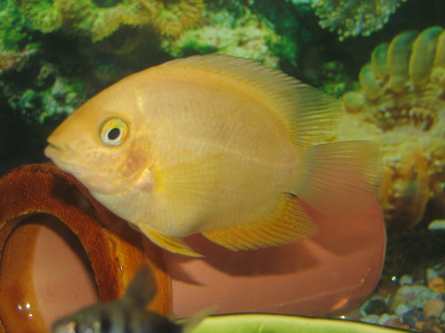 No Mar Profundo: Peixes Acará Severum Gold 03