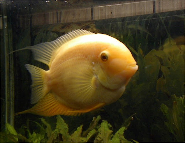 No Mar Profundo: Peixes Acará Severum Gold 04