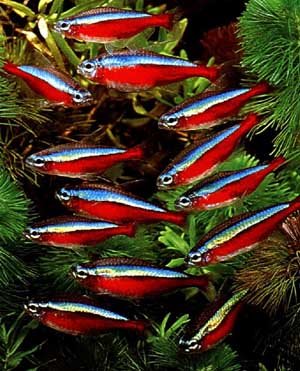 No Mar Profundo: Peixes Tetra Neon 01