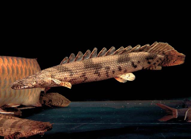 No Mar Profundo: Peixes Polypterus Delhezi 02