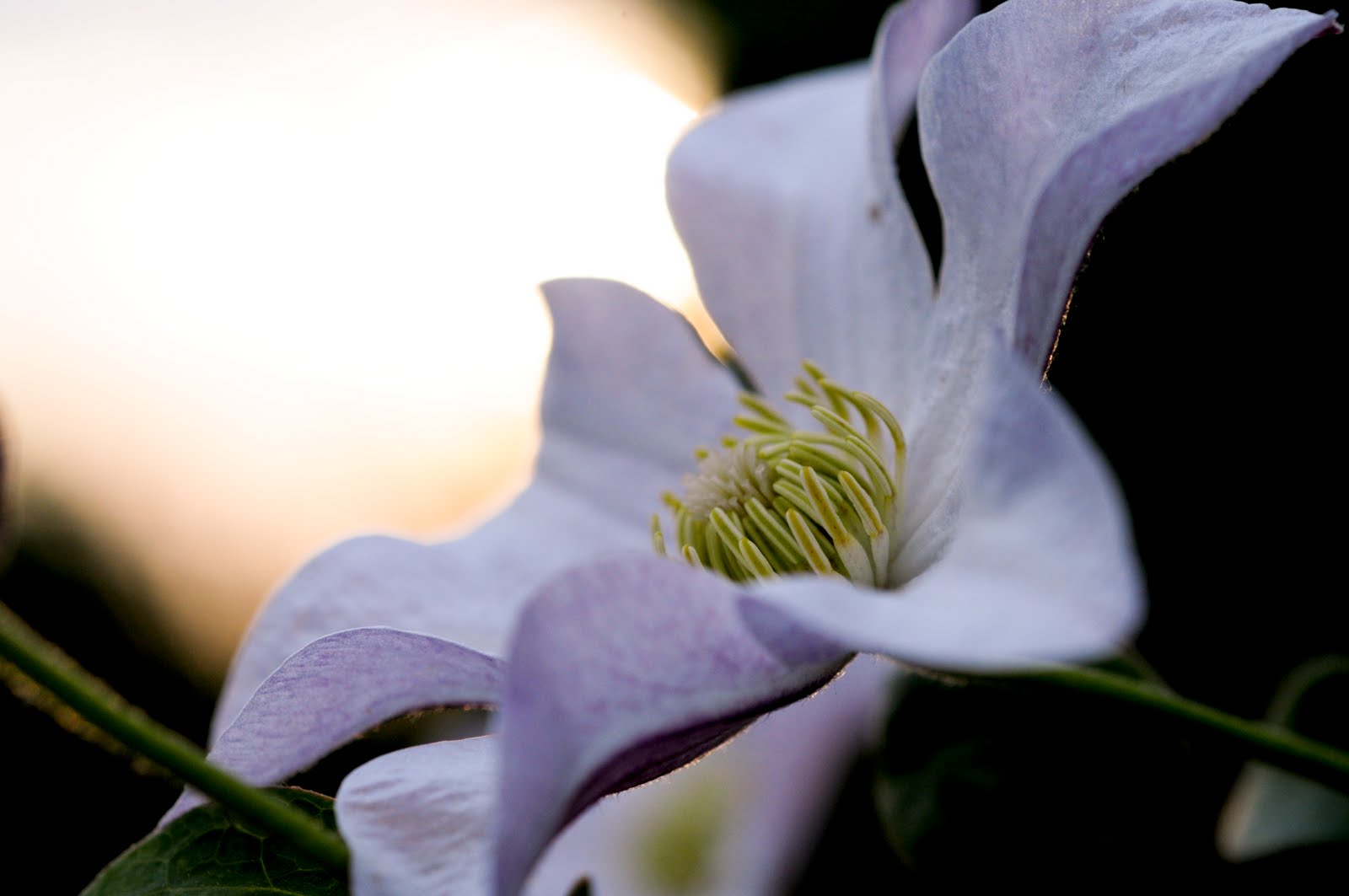 Imagini Desktop: Descarca imagini cu Flori