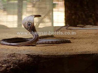 Chennai Mirchi: Chennai Snake Park