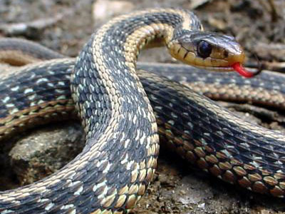 Chennai Mirchi: Chennai Snake Park