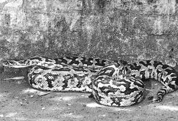 Chennai Mirchi: Chennai Snake Park