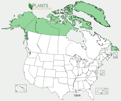 Watching the World Wake Up: Dandelions are Way Cool Part 3 - Where are ...