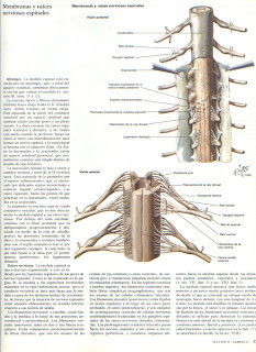 TERAPIA FISICA Y REHABILITACION - CAXIMBOS 2010: medula espinal - Netter