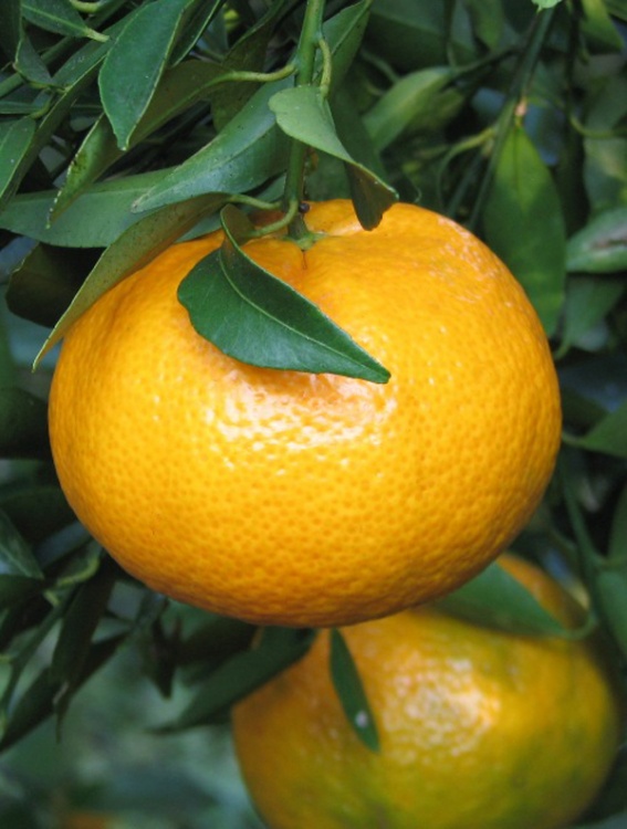 Guía de hierbas y plantas y sus usos medicinales: bergamota