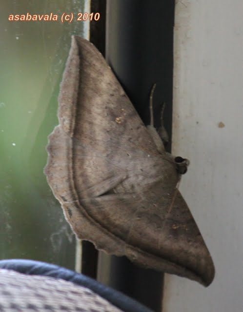 Bio-diversity of Goa: Mystical Moths - other Insects