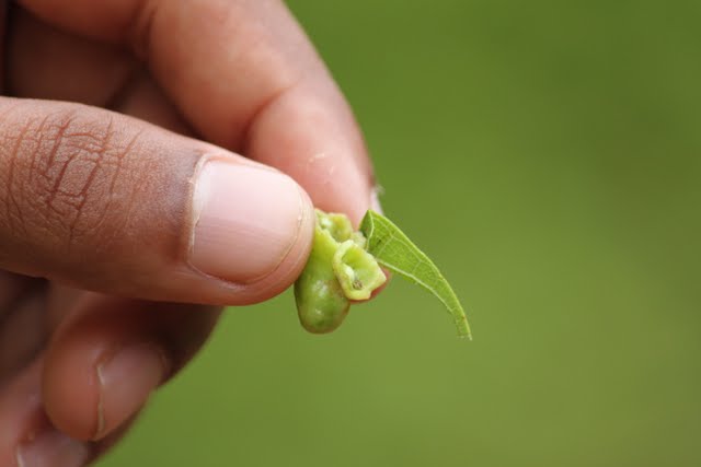 Bio-diversity of Goa: Mystical Moths - other Insects
