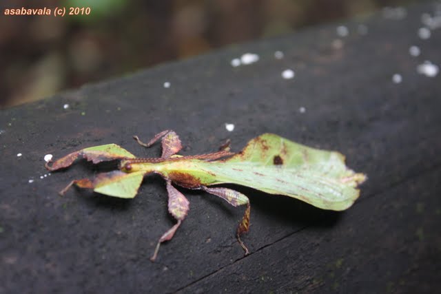 Bio-diversity of Goa: Mystical Moths - other Insects