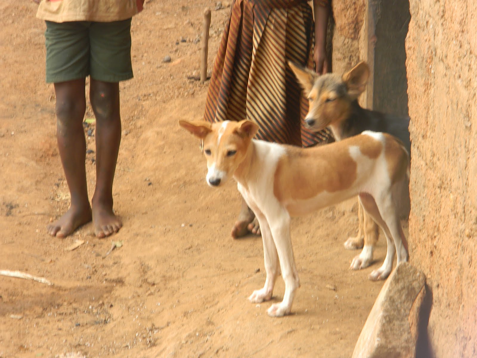 A Little Lamb's Thoughts: Some commonly seen animals of Cameroon