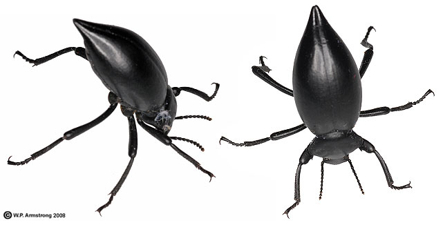 solitary dog sculptor: 11/30/09