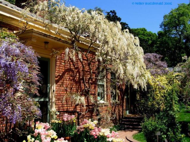 SERENITY: GLICINA -( WISTERIA ) - imagini si mod de ingrijire