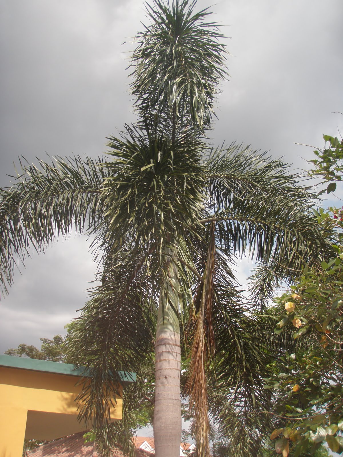 Project Biology: Palem Raja